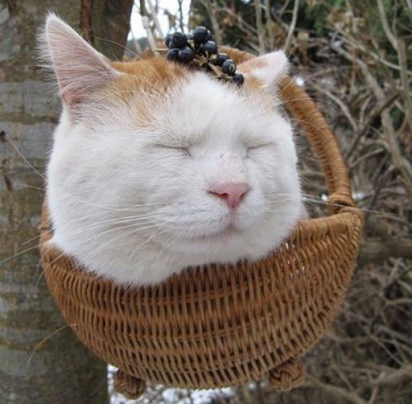 The Laziest Cat In The World 25 Pics Izismile The Laziest Cat In The World 25 Pics Izismile