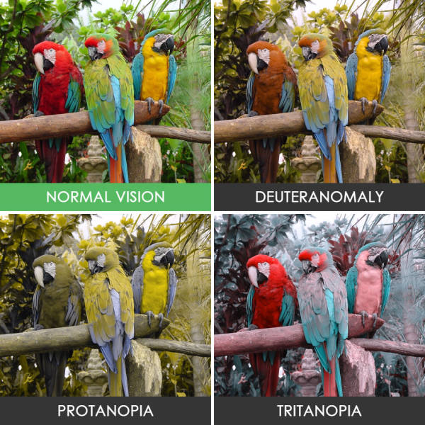 Take A Look At The World The Way Colorblind People See It (40 pics ...