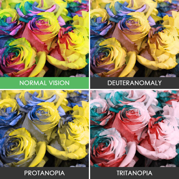 Take A Look At The World The Way Colorblind People See It (40 pics ...