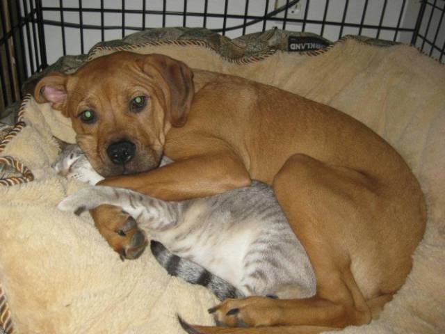 Cats And Dogs Together Are An Explosive Mix (20 pics) - Izismile.com