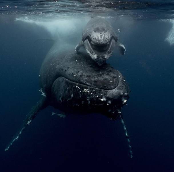 Fine Examples When A Picture Says More Than Just A Thousand Words (47 ...