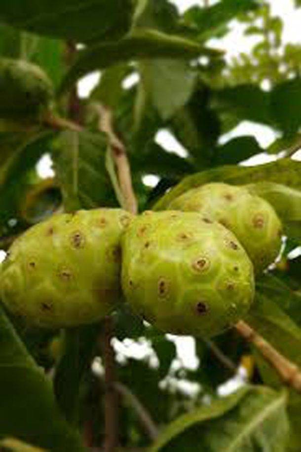 Asia Has All Kinds Of Strange Fruits You Haven’t Encountered Before (25 ...
