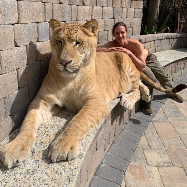 Meet Apollo The Biggest Cat In The World 13 Pics Izismile Meet Apollo The Biggest Cat In The World 13 Pics Izismile