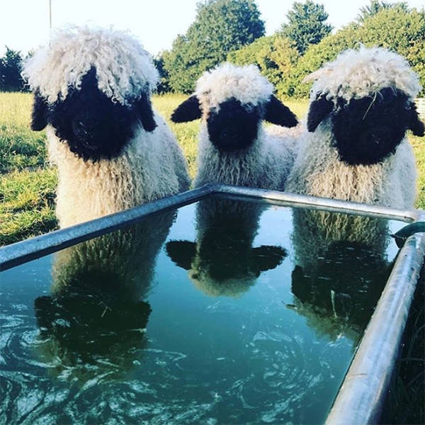 Valais Blacknose Sheep Always Look Like They’re Posing For a Heavy ...