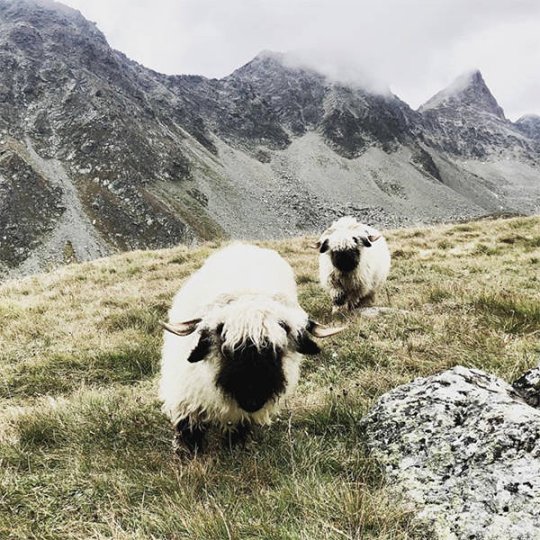 Valais Blacknose Sheep Always Look Like They’re Posing For a Heavy ...