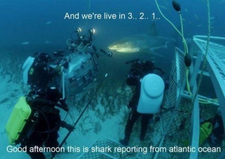 Take A Bite Out Of These Juicy Shark Week Memes (28 pics + 1 gif ...