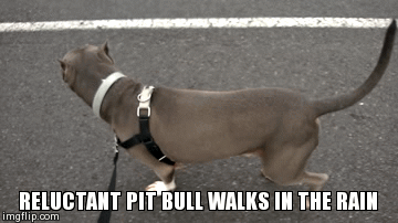 Pit Bulls Can Be Intimidating, But They Are Still Good Boys (24 pics ...