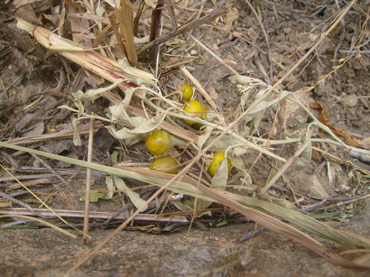 Fruits And Vegetables Before Humans Started To Grow Them (16 pics ...