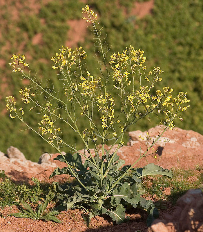 Fruits And Vegetables Before Humans Started To Grow Them (16 pics ...