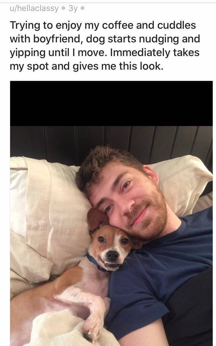 These Cats And Dogs Are The Faces Of Betrayal (13 pics + 1 gif ...