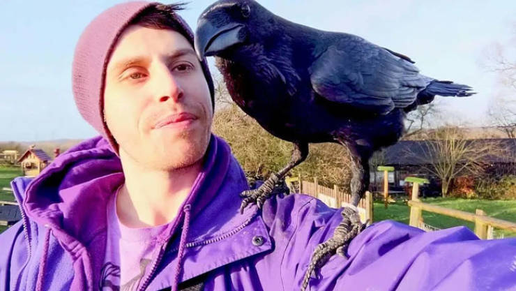 This Domesticated Raven Behaves Like He’s A Dog! (7 pics + 6 videos ...