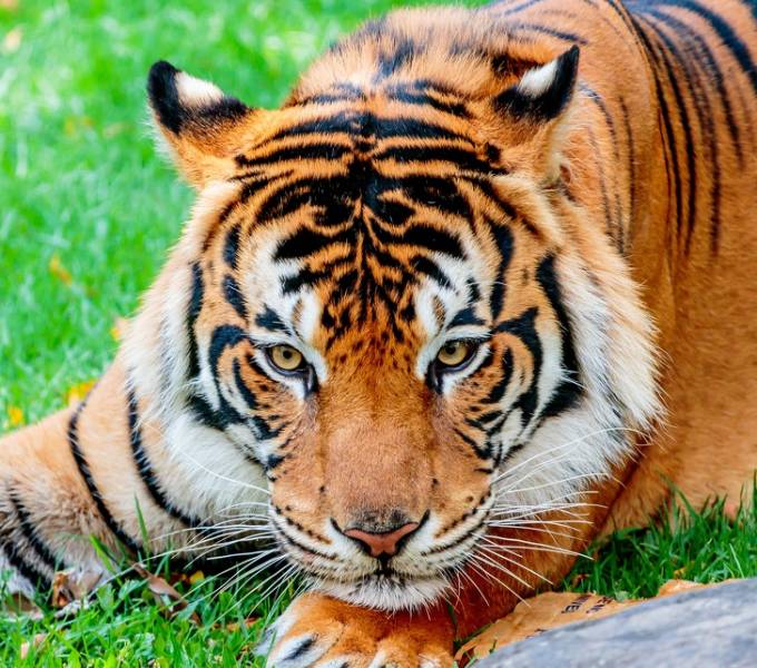 Internet Votes For The Most Beautiful Animals Of Our Planet (25 pics ...