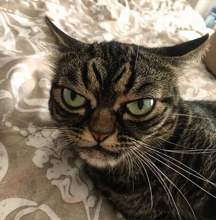 That s Not A Grumpy Cat That s A Mad Cat 38 Pics Izismile That s Not A Grumpy Cat That s A Mad Cat 38 Pics Izismile