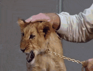 Animators From The Lion King Giving A Lesson With Real Lions In 1992 ...