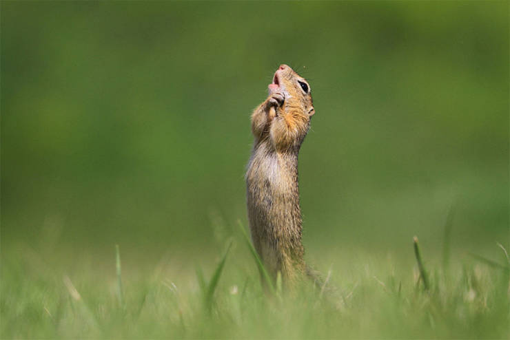 Finalists Of The 2020 Comedy Wildlife Photography Awards Show How Funny ...
