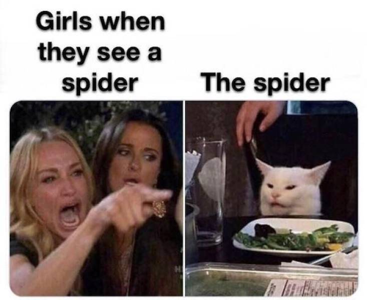 That Woman Just Keeps Yelling At The Cat 17 PICS Izismile