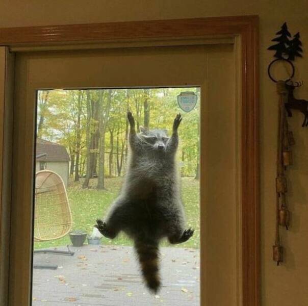 These Animals Are Way Too Funny! (43 PICS + 13 GIFS) - Izismile.com