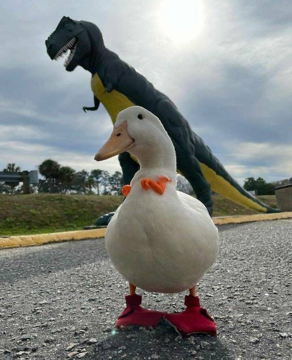 These Animals Are Way Too Funny! (43 PICS + 13 GIFS) - Izismile.com