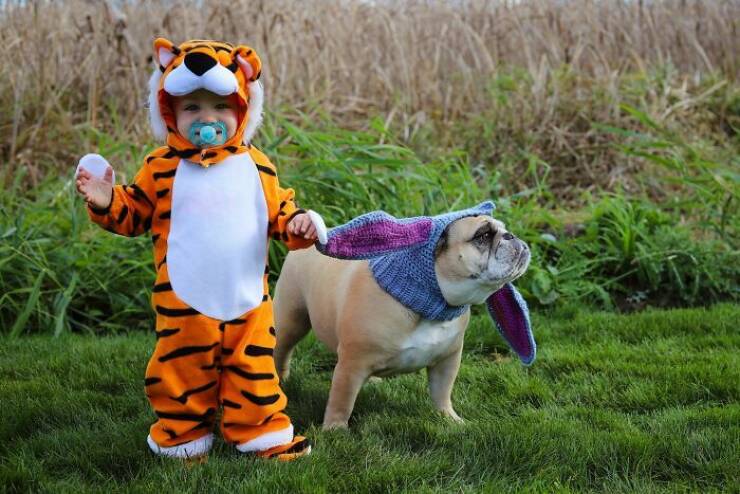 Some Of The Greatest Pet Costume Ideas For This Year's Halloween (45 ...