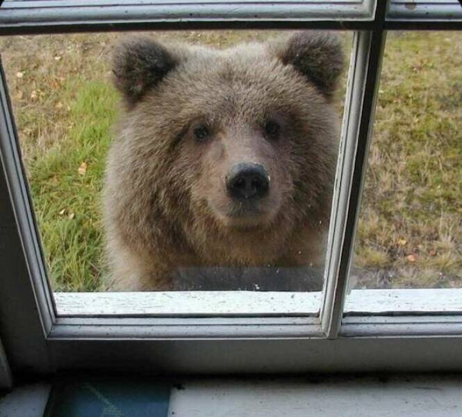 The Internet's Best Animal Pictures: A Tribute To Our Furry Friends (54 ...