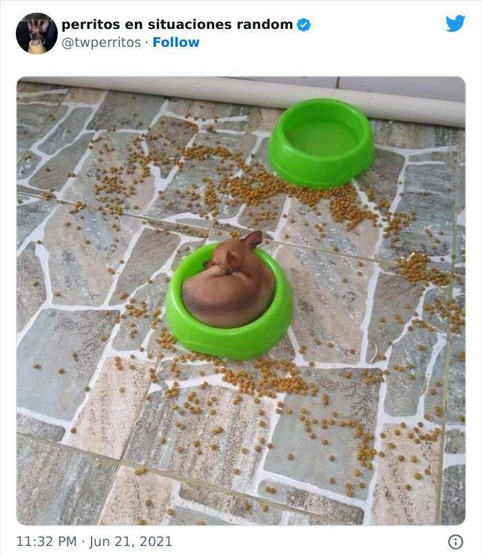 Tail-Wagging Tales: Dogs Bringing Smiles In Random Situations (50 PICS ...