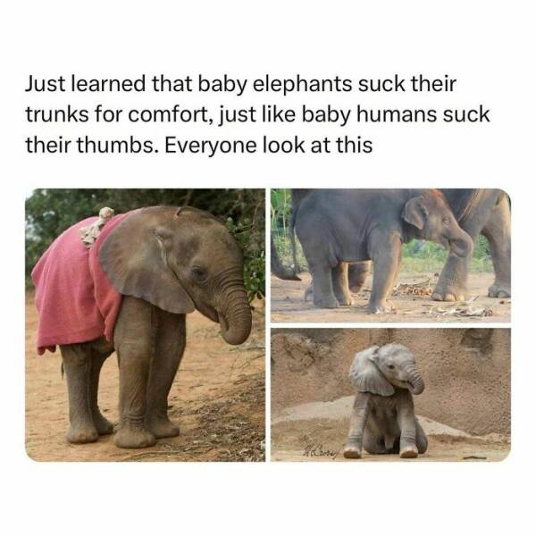 Good Vibes Only: Wholesome Pictures And Memes To Brighten Your Day (49 ...