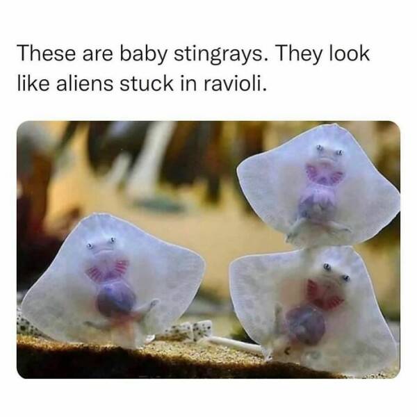 Good Vibes Only: Wholesome Pictures And Memes To Brighten Your Day (49 ...