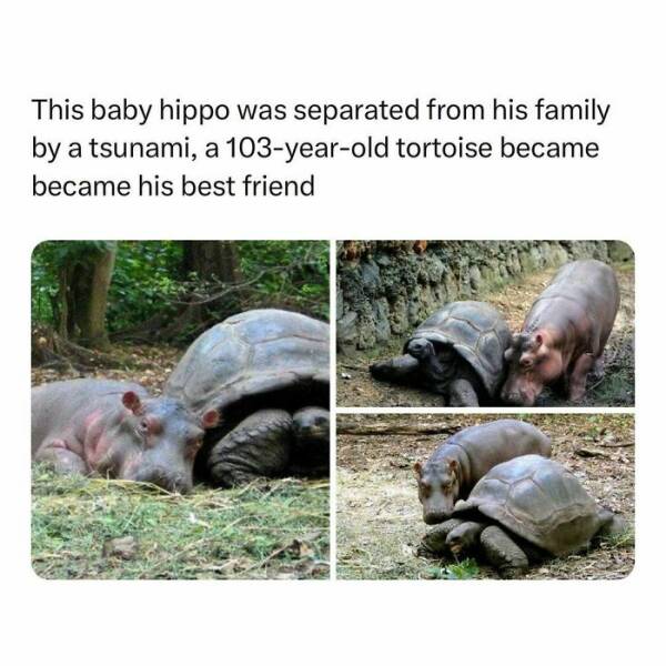 Good Vibes Only: Wholesome Pictures And Memes To Brighten Your Day (49 ...