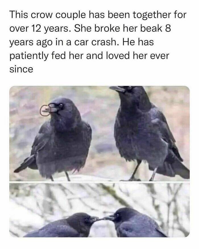 Good Vibes Only: Wholesome Pictures And Memes To Brighten Your Day (49 ...