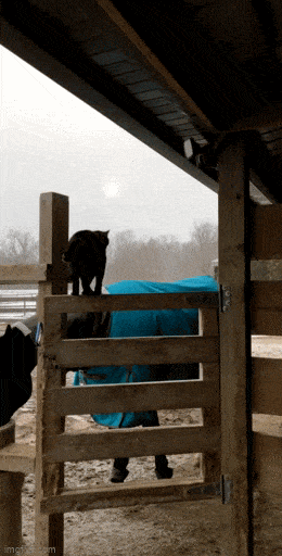 Fascination With Animals: Wild And Domestic At The Same Time (52 PICS ...