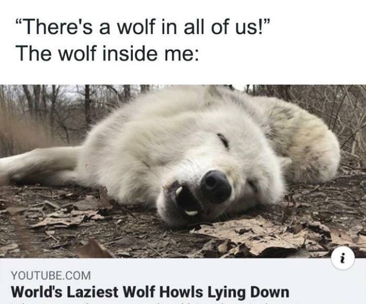 Animals And Laughter Unite: Hilarious Memes That Bring Joy To The ...