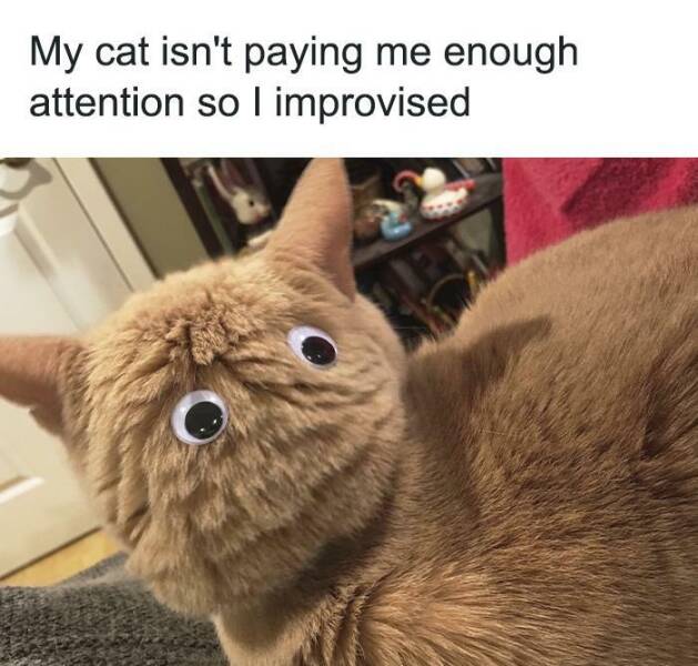 Animals And Laughter Unite: Hilarious Memes That Bring Joy To The ...