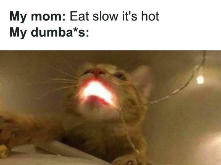 Animals And Laughter Unite: Hilarious Memes That Bring Joy To The ...