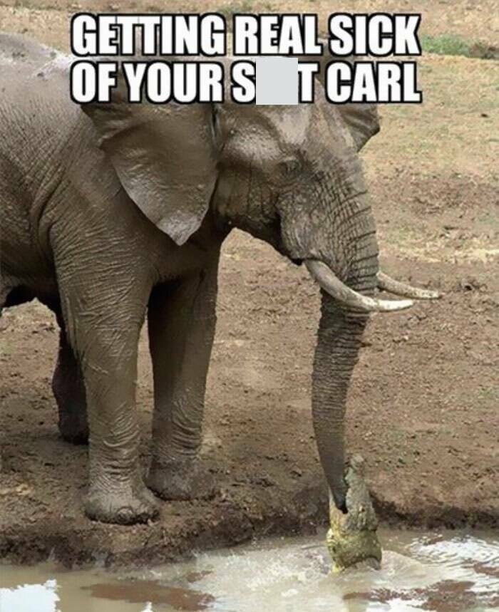 Animals And Laughter Unite: Hilarious Memes That Bring Joy To The ...