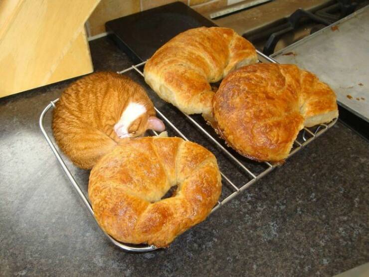 Edible Illusions: Food Items That Look Tasty, But Are Best Left ...