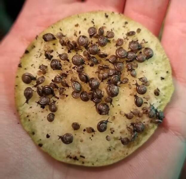 Edible Illusions: Food Items That Look Tasty, But Are Best Left ...