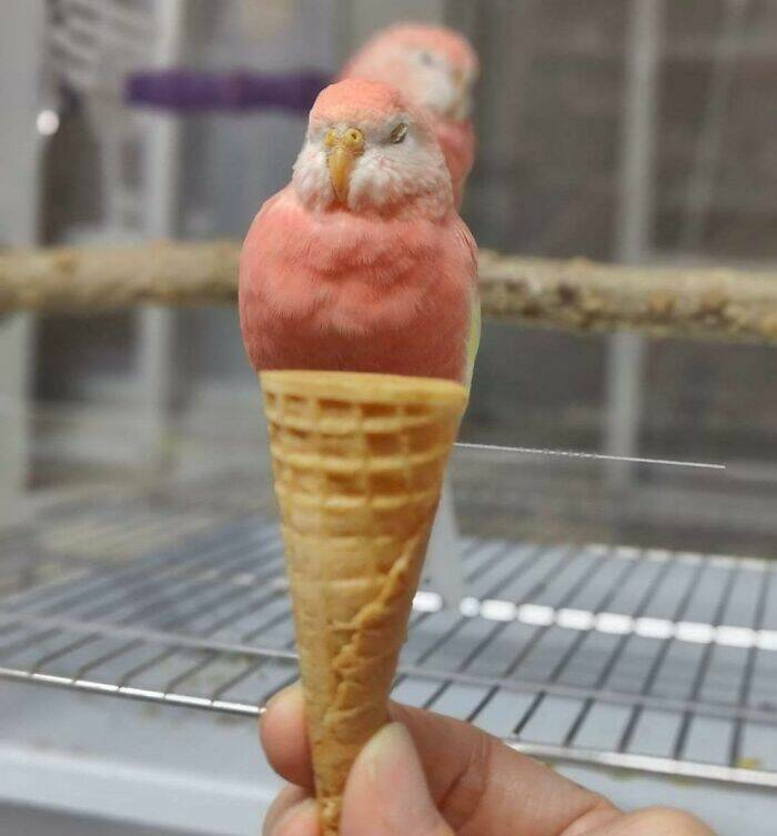 Edible Illusions: Food Items That Look Tasty, But Are Best Left ...