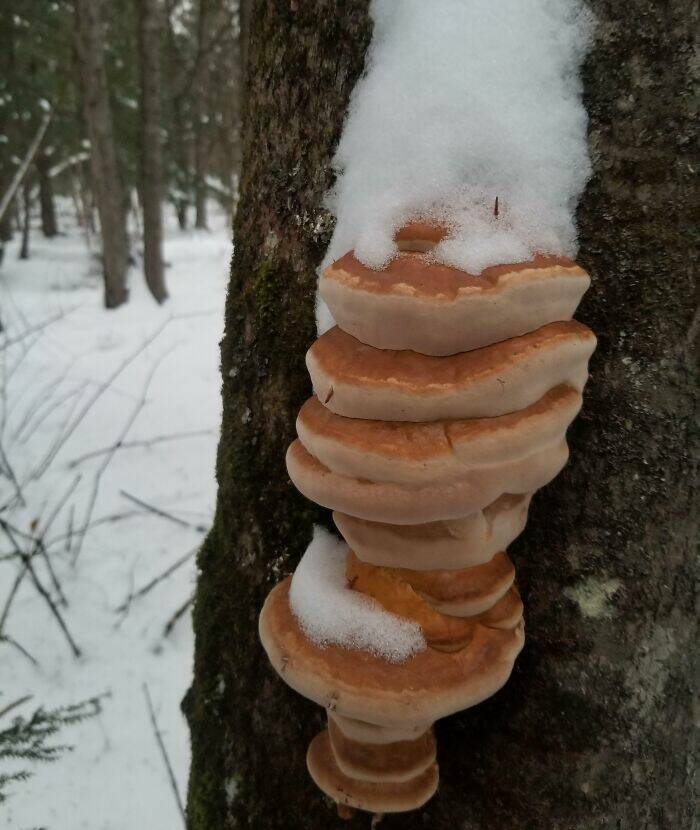 Edible Illusions: Food Items That Look Tasty, But Are Best Left ...