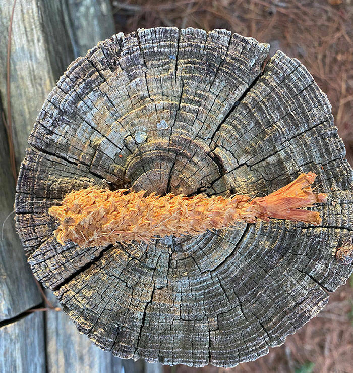 Edible Illusions: Food Items That Look Tasty, But Are Best Left ...