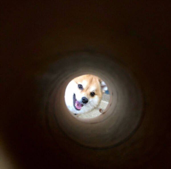 Humorous Pictures Of Dogs That Will Leave You Chuckling (52 PICS ...