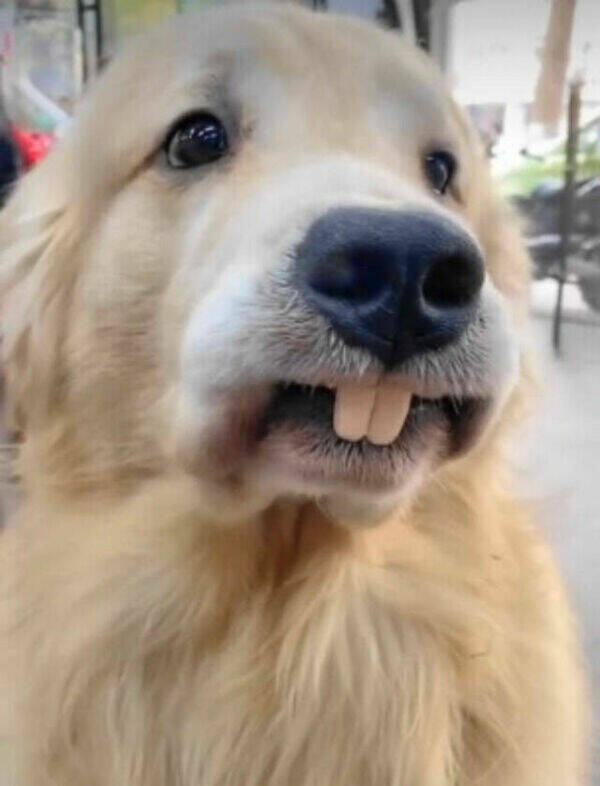 Humorous Pictures Of Dogs That Will Leave You Chuckling (52 PICS ...