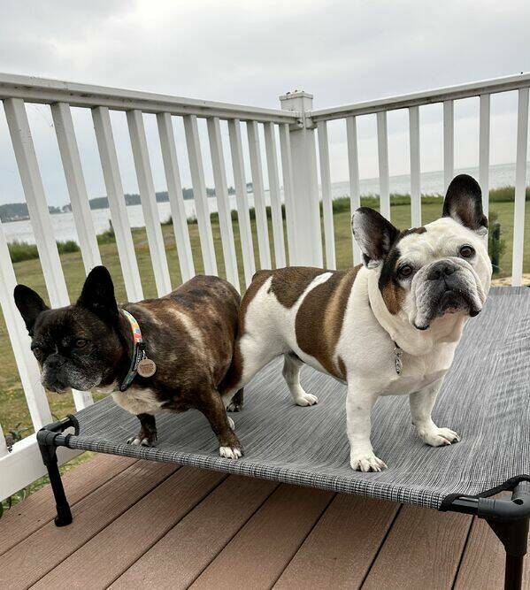 Humorous Pictures Of Dogs That Will Leave You Chuckling (52 PICS ...