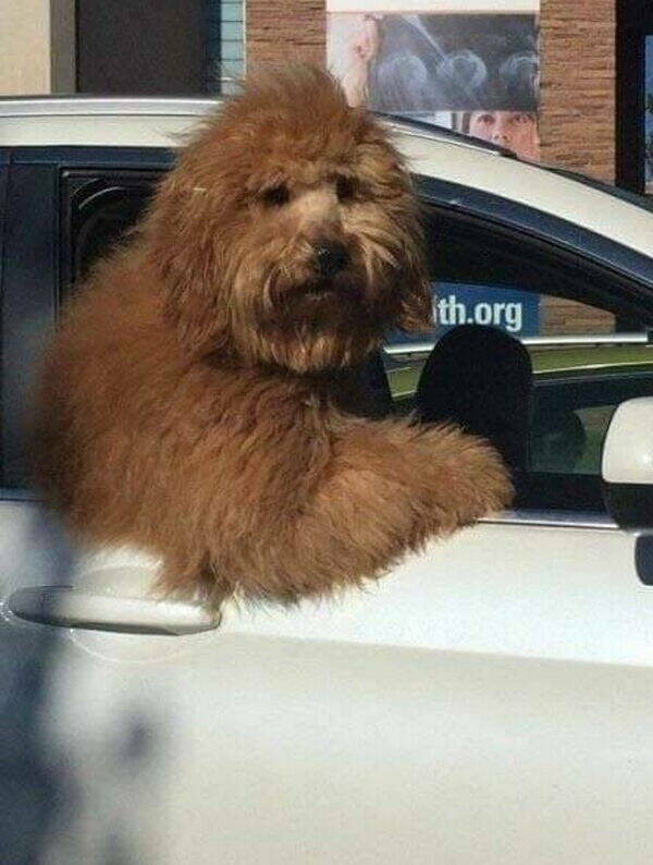 Humorous Pictures Of Dogs That Will Leave You Chuckling (52 PICS ...