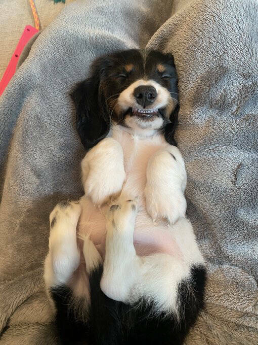 Humorous Pictures Of Dogs That Will Leave You Chuckling (52 PICS ...