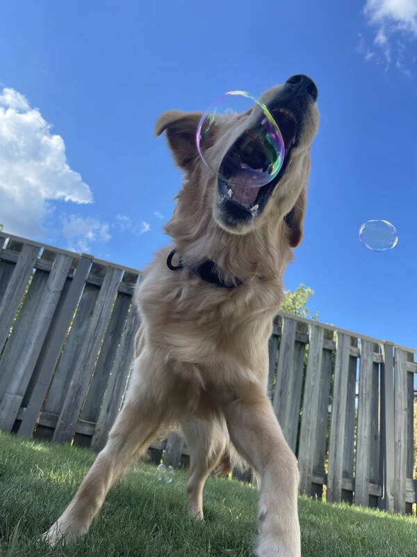 Humorous Pictures Of Dogs That Will Leave You Chuckling (52 PICS ...