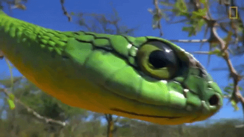 Exploring The World's Most Poisonous Creatures (8 PICS + 7 GIFS ...