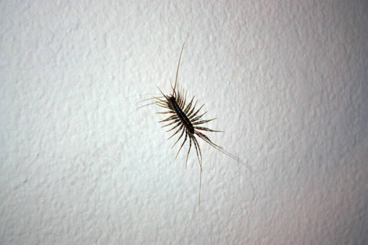 Breaking Stereotypes: Normal Animals That Get An Unjust Bad Rep (20 ...