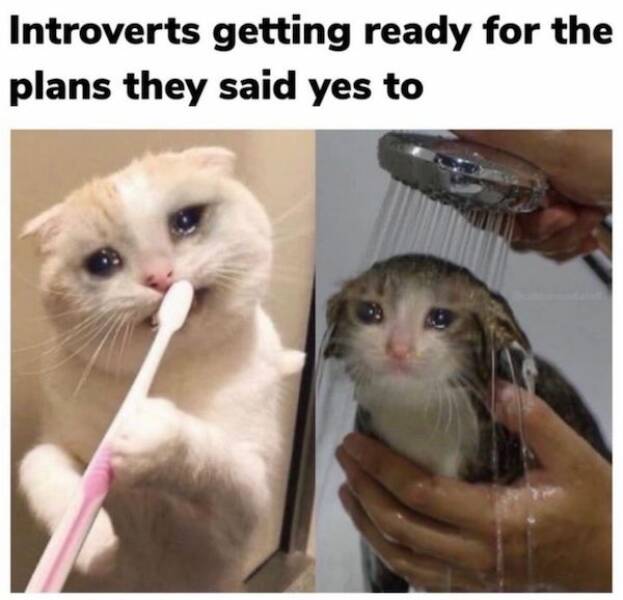 Introvert's Delight: Irresistible Memes To Keep You Cozy Indoors (30 ...