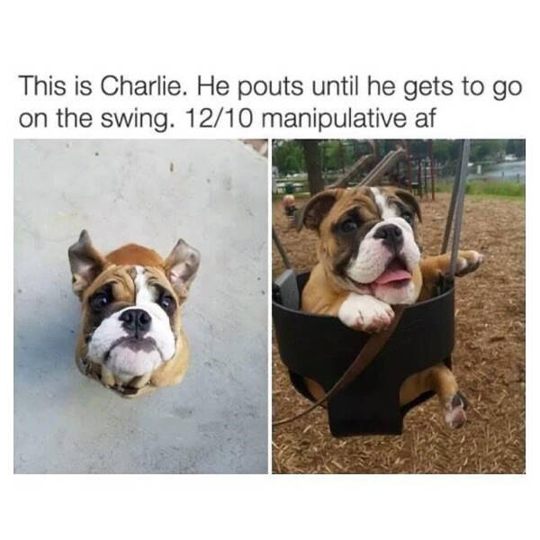 Humor In The Wild: Memes That Showcase The Majestic And Hilarious Side ...