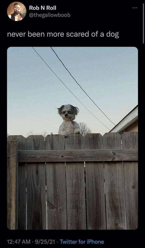 Humor In The Wild: Memes That Showcase The Majestic And Hilarious Side ...